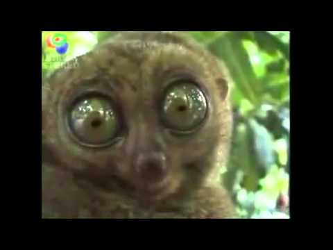 Gözleri Beyninden Büyük Olan Tek Hayvan..