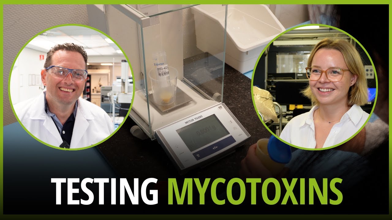 Testing feed materials for mycotoxin contamination - YouTube