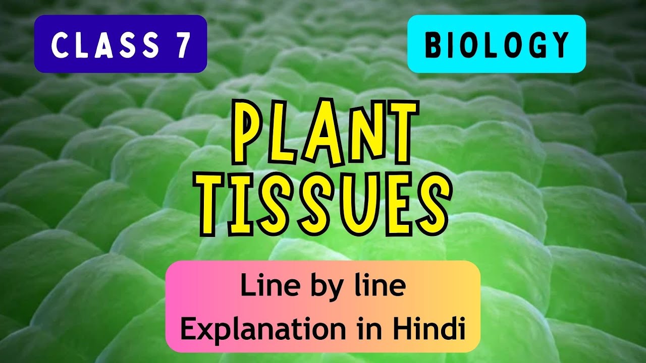Plant Tissues | ICSE CLASS 7 BIOLOGY | Full Chapter I UNIQUE E LEARNING ...