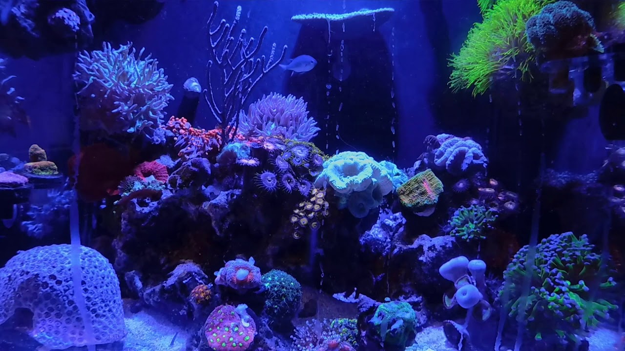 Getting my corals to grow faster!! 15 gallon fluval flex - YouTube