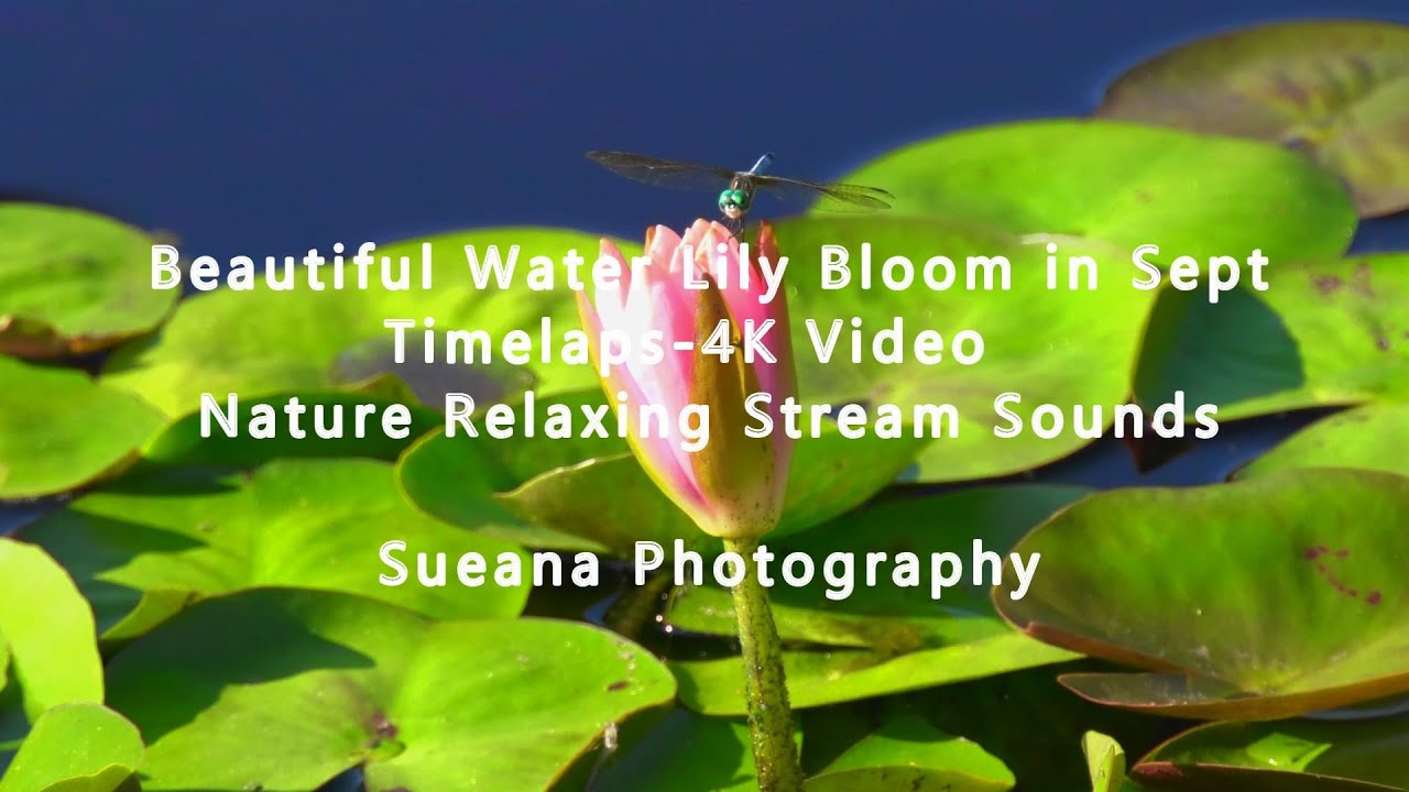睡莲开花Water Lily Bloom in Sept by Time laps - 4KVideo-Nature Stream ...