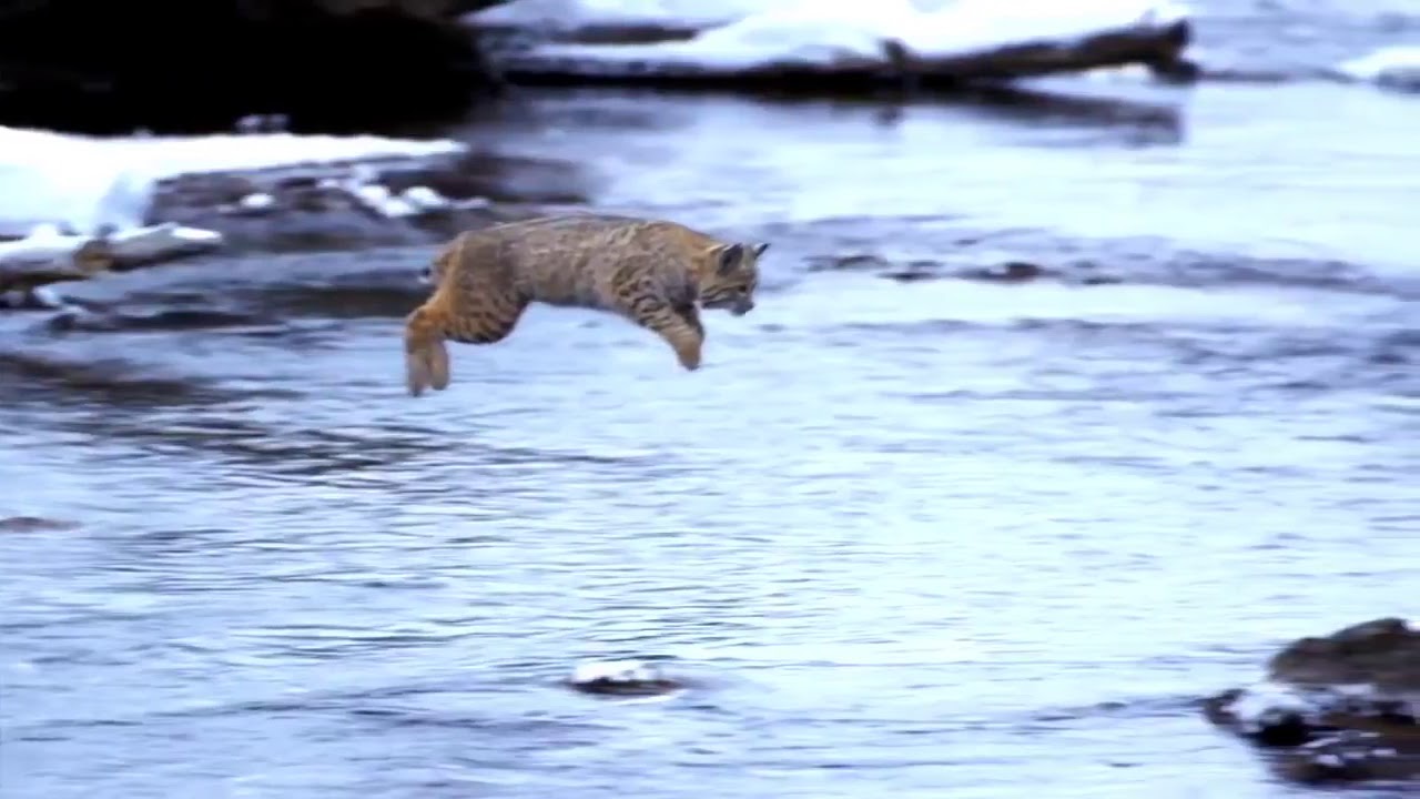 A bobcat (Lynx rufus) jumps over a river with a single leap - YouTube