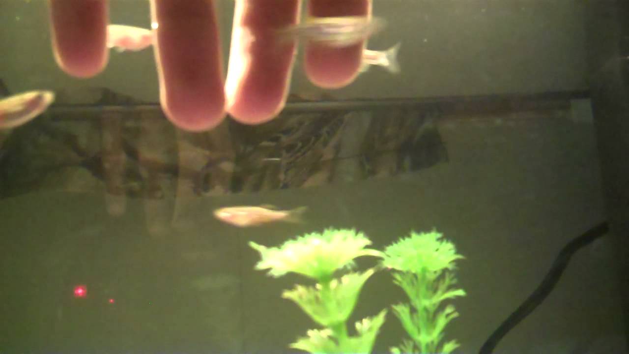 zebra fish eating my fingers - YouTube