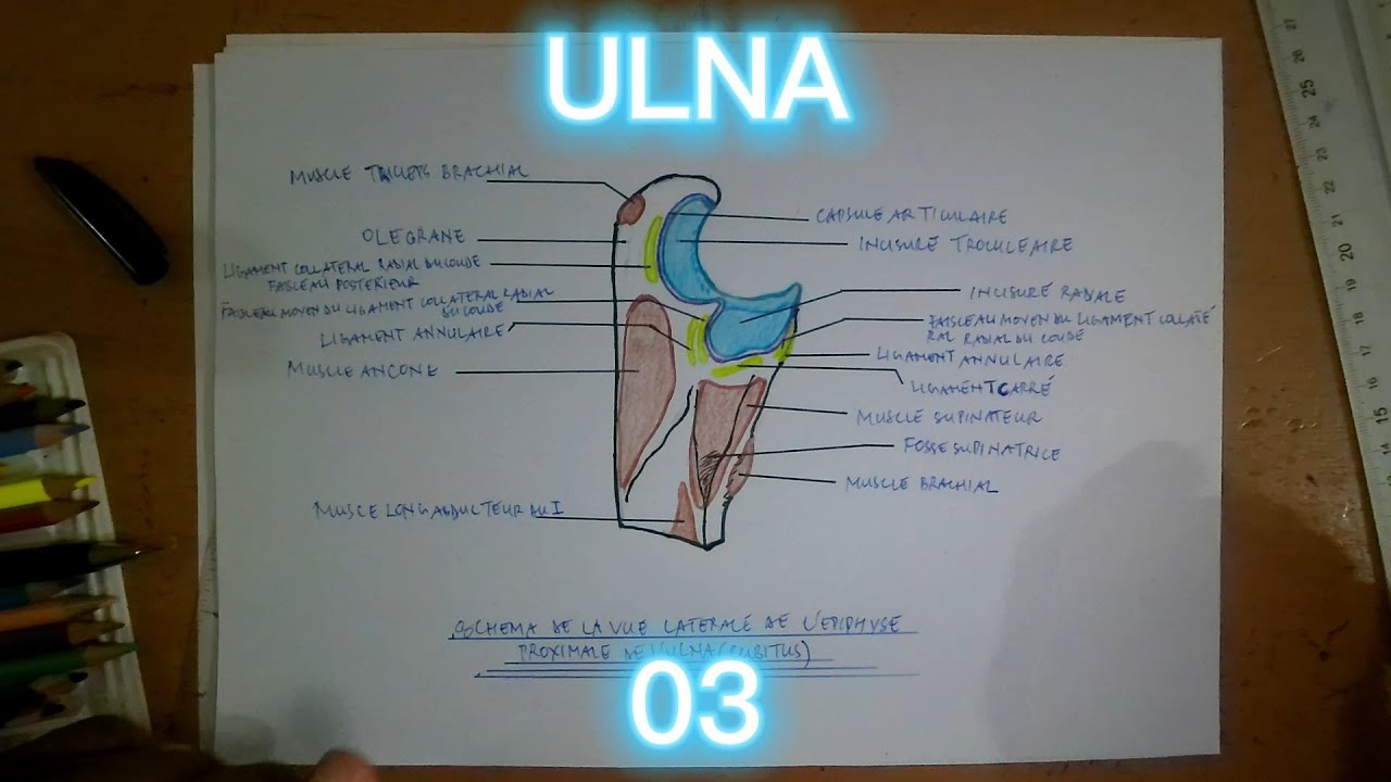 ULNA SCHEMA 03 : EPIPHYSE PROXIMALE VUE LATERALE ( ANATOMIE ) - YouTube