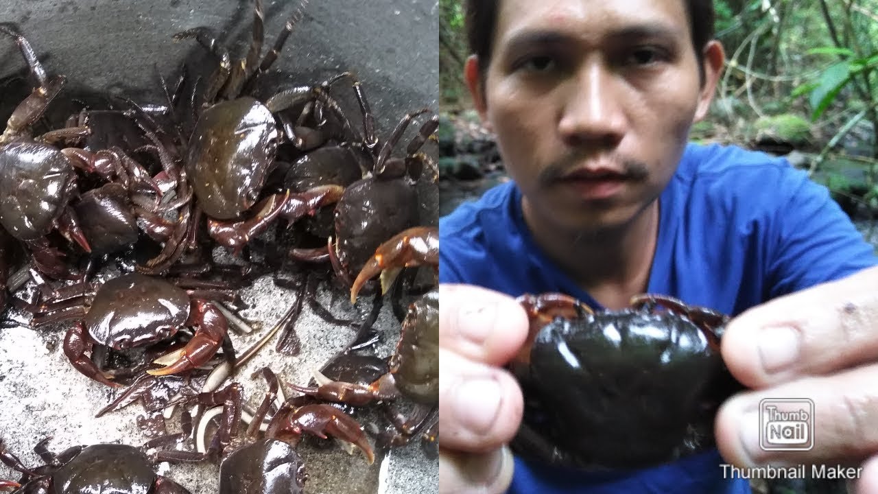 How to Catch Crabs, using wires - YouTube