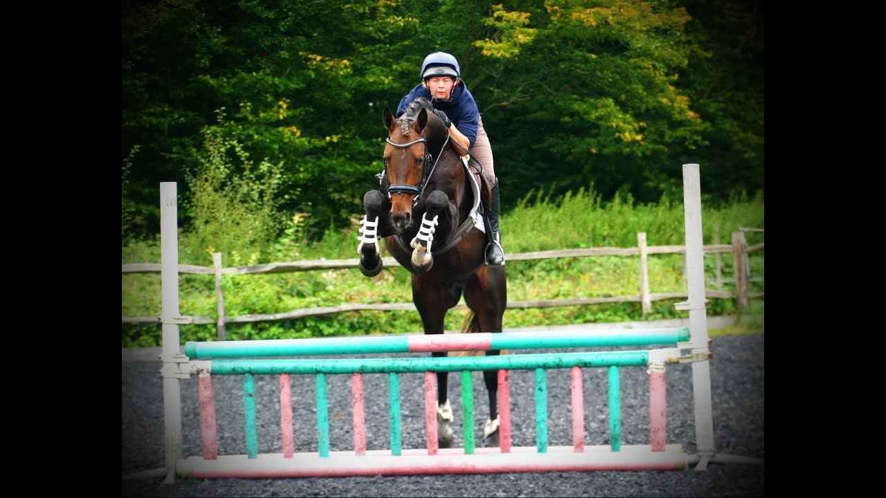 Skyfall Silver Dilute Oldenburg Stallion. Autumn 2017 first time jump ...