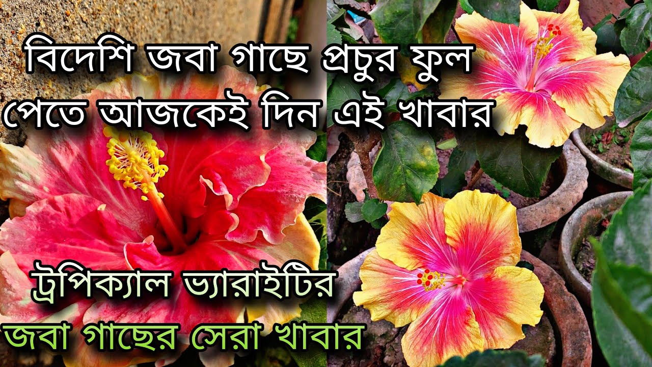 বিদেশি জবা গাছে প্রচুর ফুল পেতে আজকেই দিন এই খাবার / ট্রপিক্যাল ...