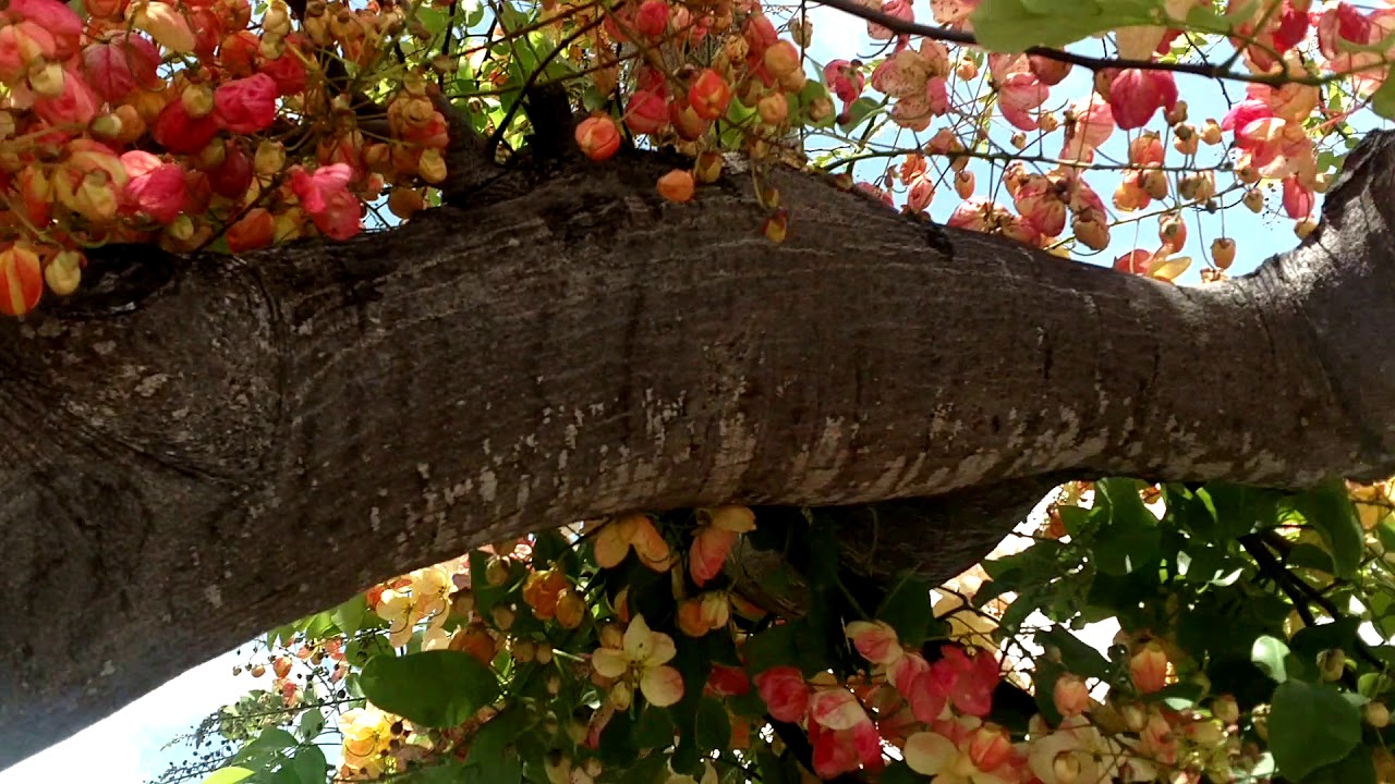 Aloha Flowering Trees, Tropical Breeze, Ocean Pacific Blues - YouTube