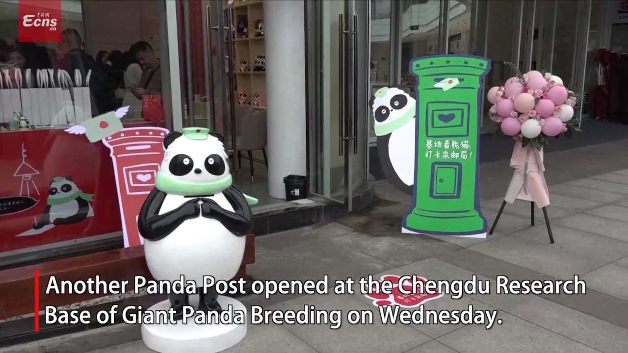 New Panda Post opens at breeding base in Chengdu - YouTube