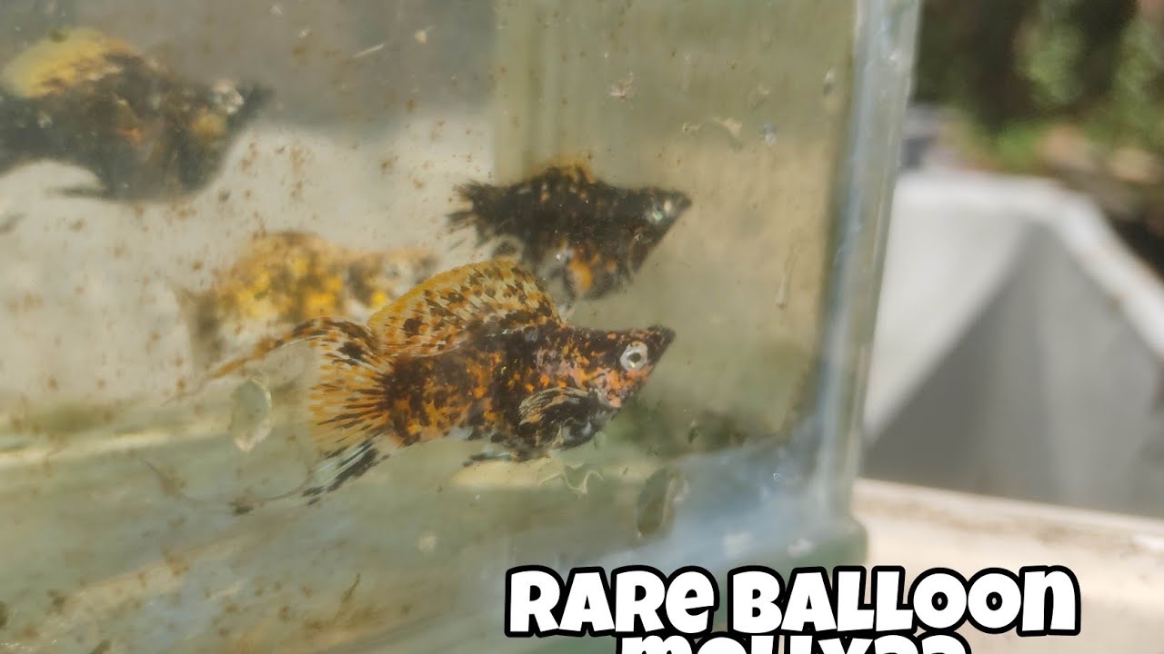 My Balloon molly breeders | Rare balloon molly - YouTube