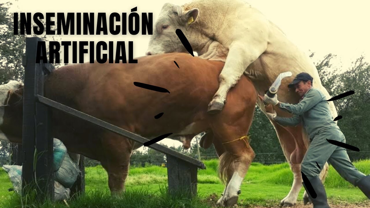 INSEMINACIÓN ARTIFICIAL EN VACAS/ Cómo? Porqué? y Para qué? debemos ...