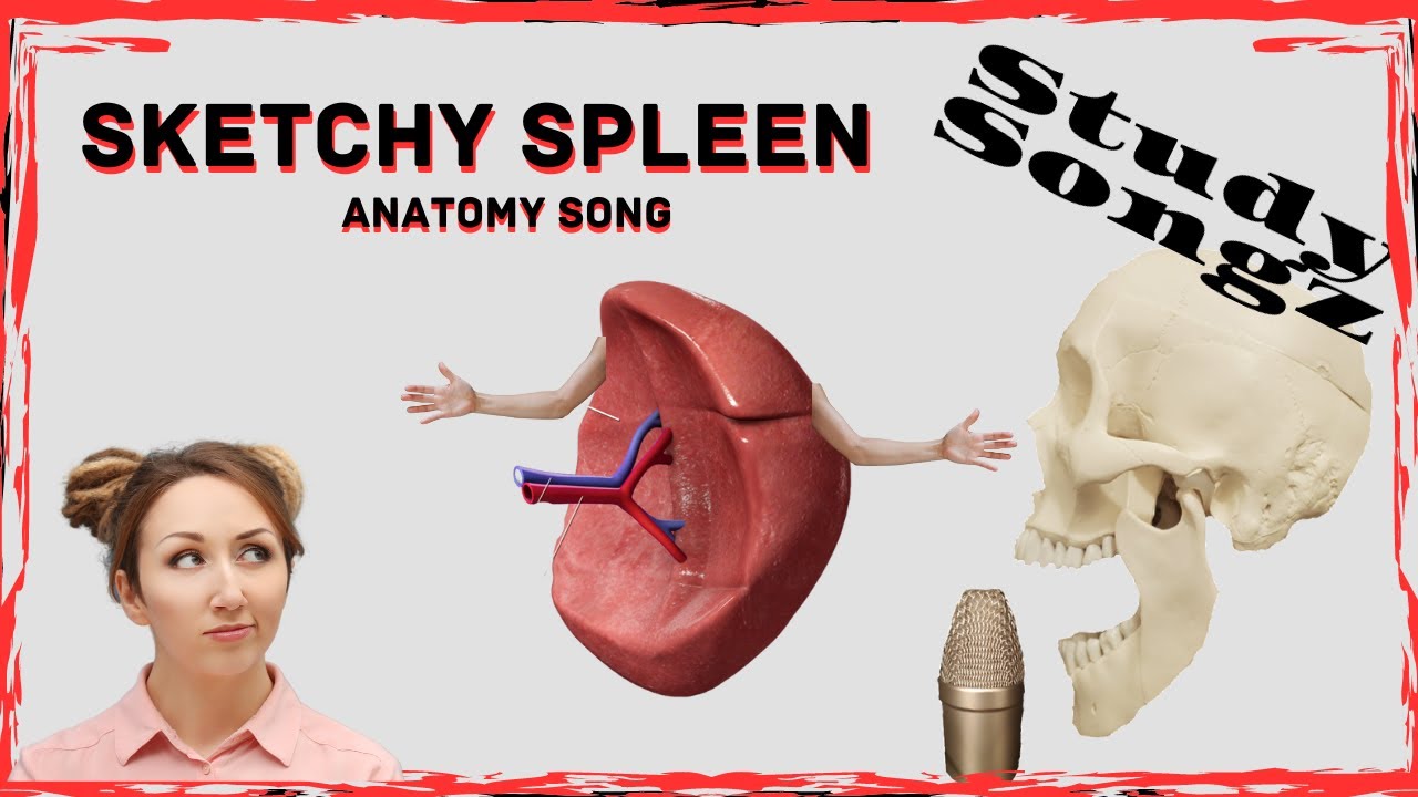Sketchy Spleen Anatomy Song - Study Songz - Music Study Guide - YouTube