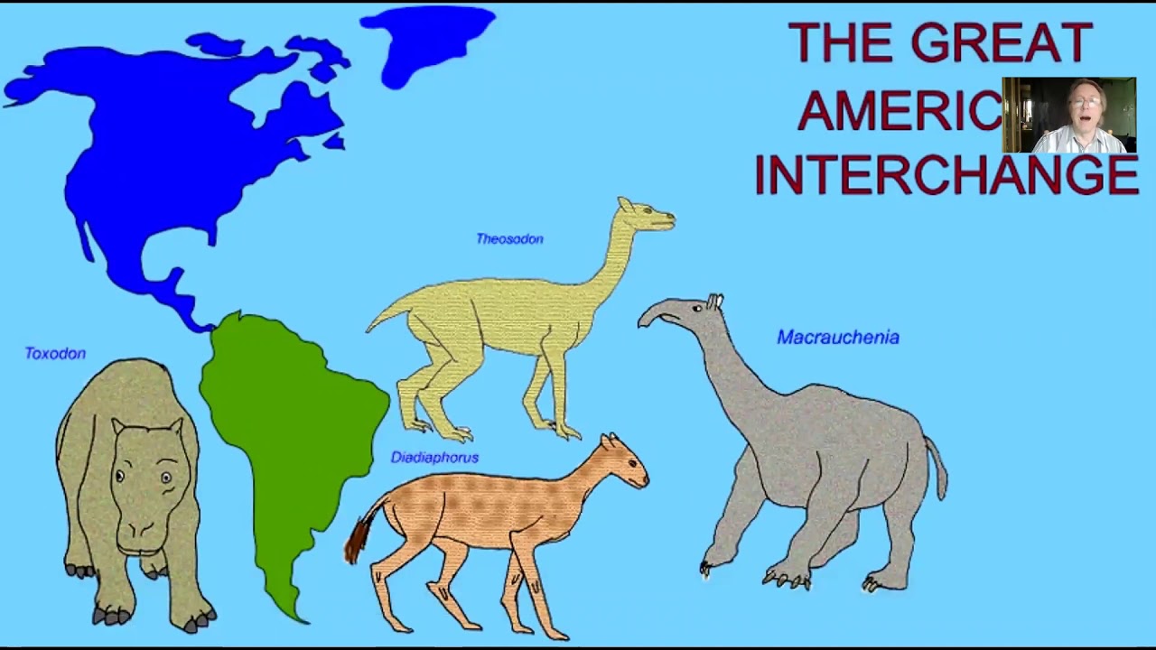 the Great American Interchange; fossil mammals in the Americas - YouTube