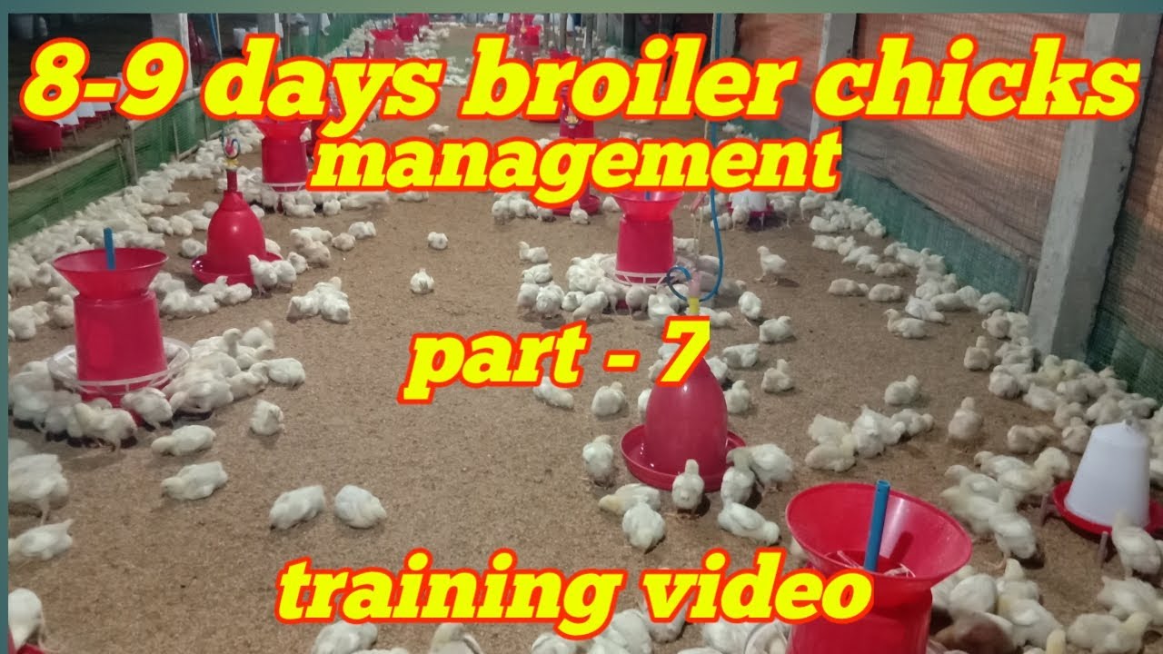 8 - 9 days broiler chicks management, 8 days broiler chicks treatment ...