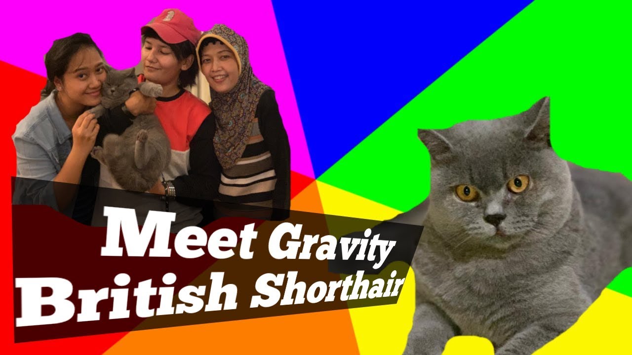 Gravity British ShortHair Kece - YouTube