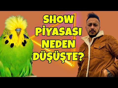SHOW JUMBO MUHABBET KUŞU PİYASASI NEDEN DÜŞÜŞTE ?