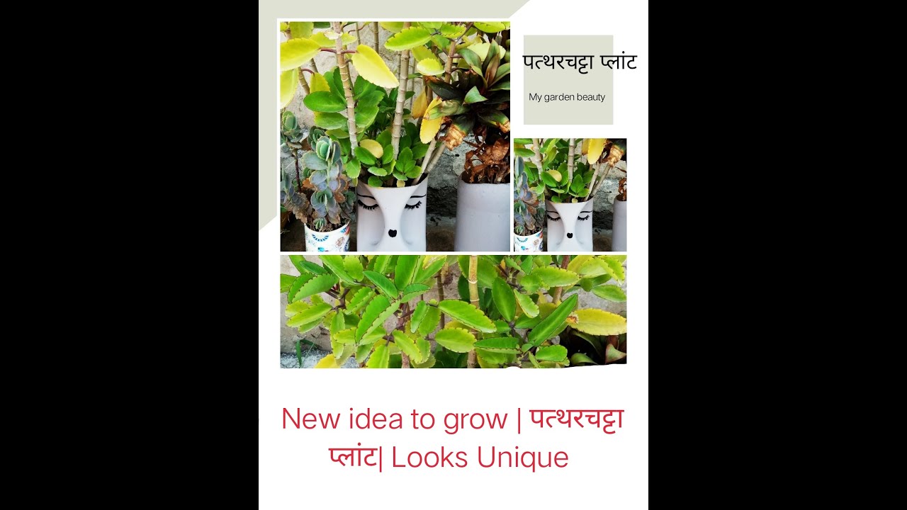 Patharchatta plant | New idea to plant |Miracle leaf | life Plant - YouTube