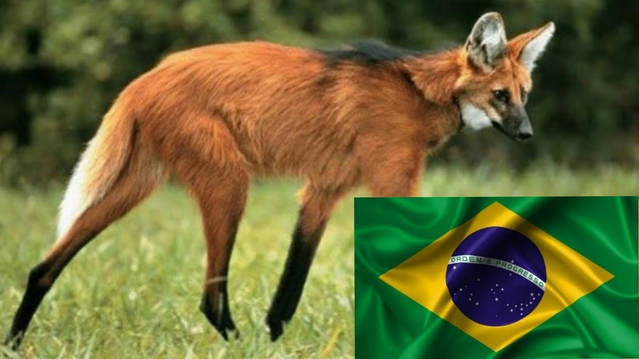 LOBO GUARÁ - O ANIMAL SÍMBOLO DO CERRADO BRASILERO !!! - YouTube
