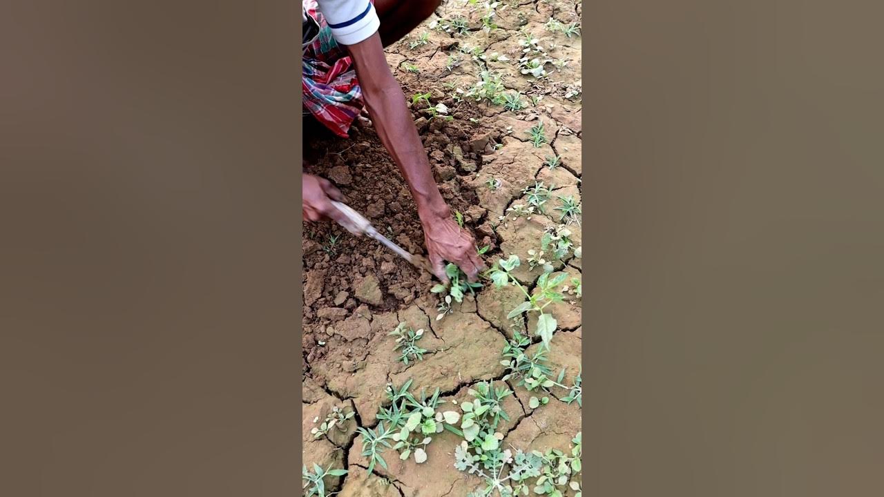 Keep Cowpea Field Weed Free #shorts - YouTube