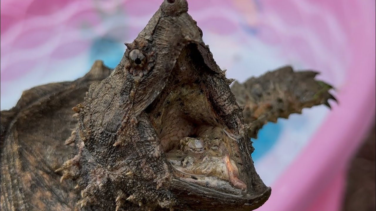 The Alligator snapping turtles bit each other on the head and wouldn’t ...