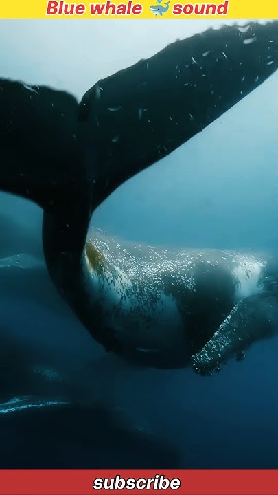 Blue whale singing song in ocean #science #sciencefacts #youtubeshorts ...