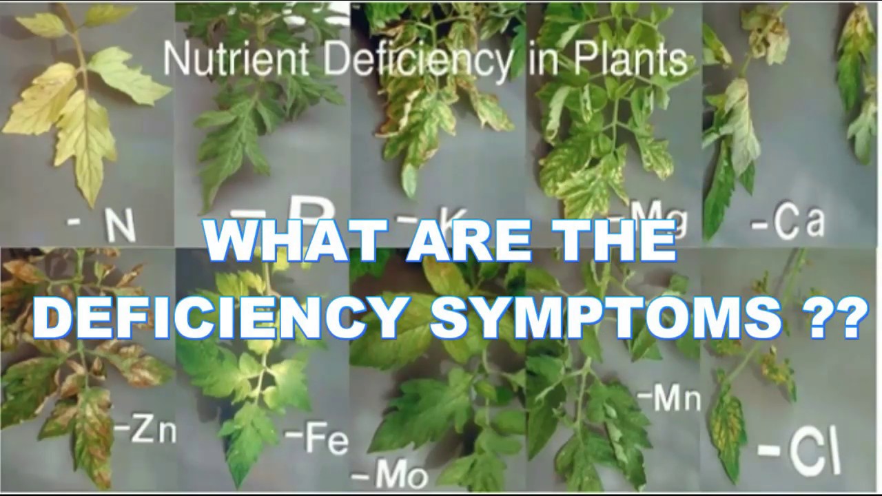 Nutrient Deficiencies Symptoms in Plants/গাছের পুষ্টি উপাদানের অভাব ...