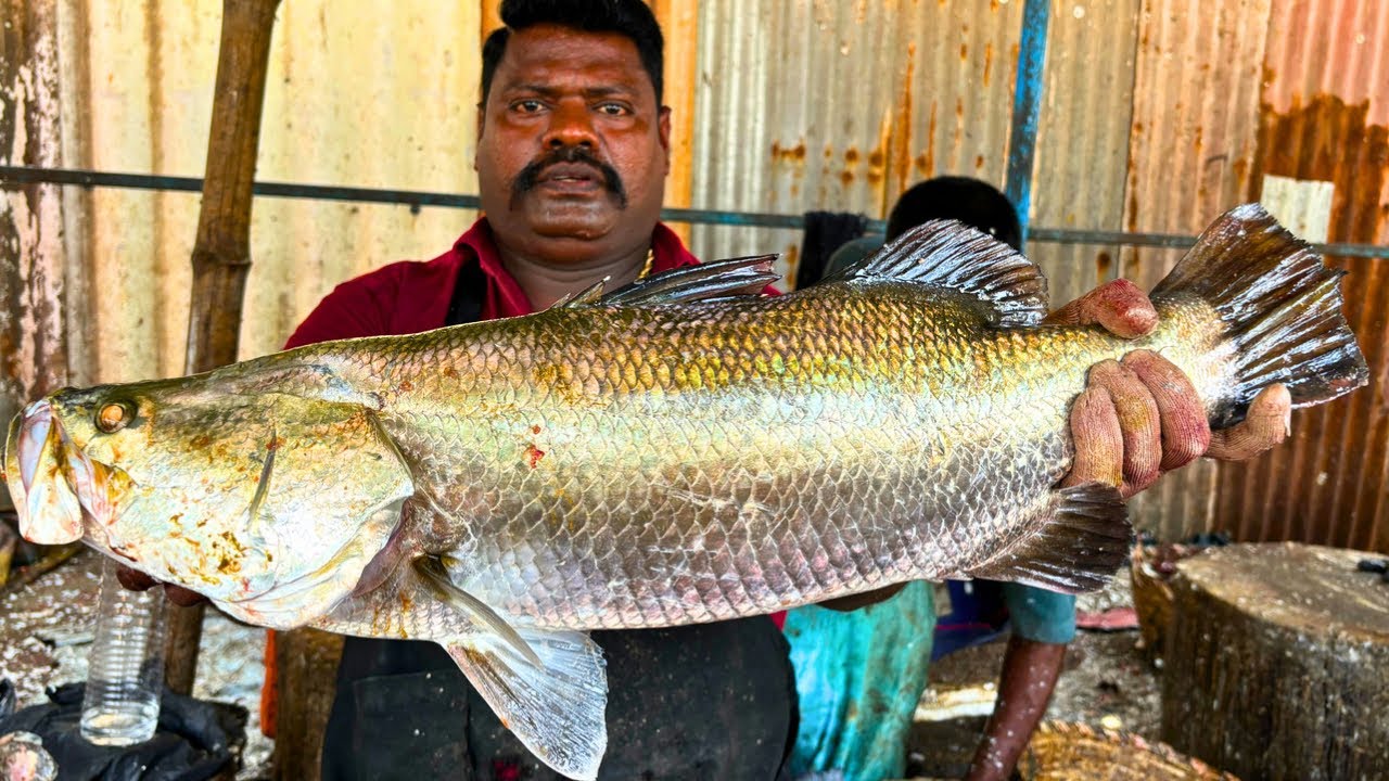 KASIMEDU SPEED SELVAM ORIGINAL KODUVA BARRAMUNDI FISH CUTTING VIDEO ...