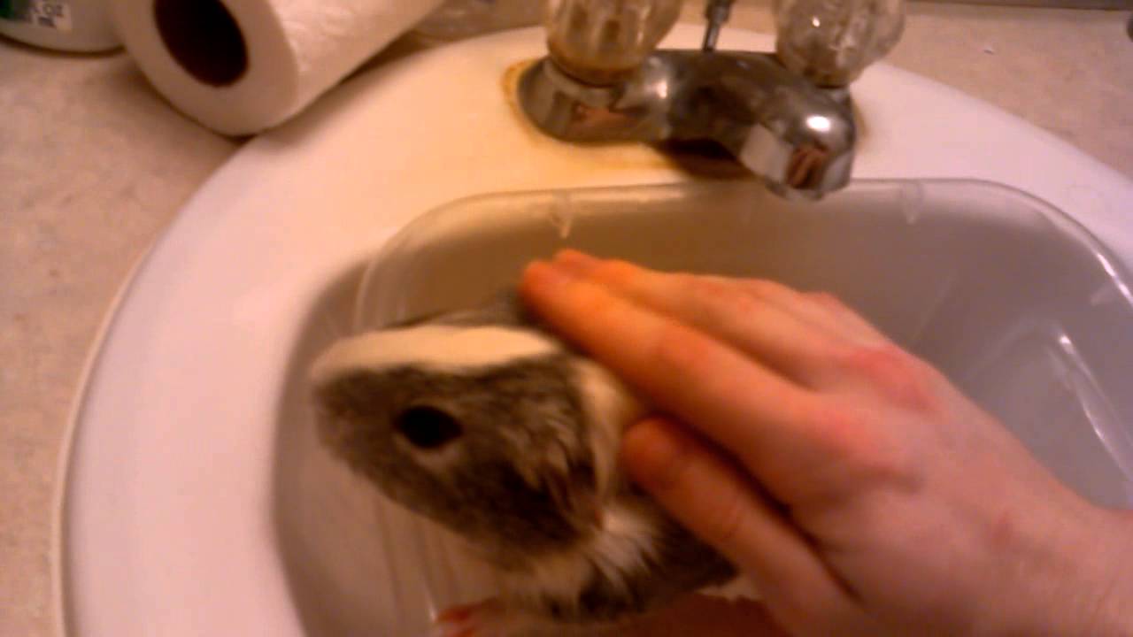Graphic Guinea pig Accident... - YouTube