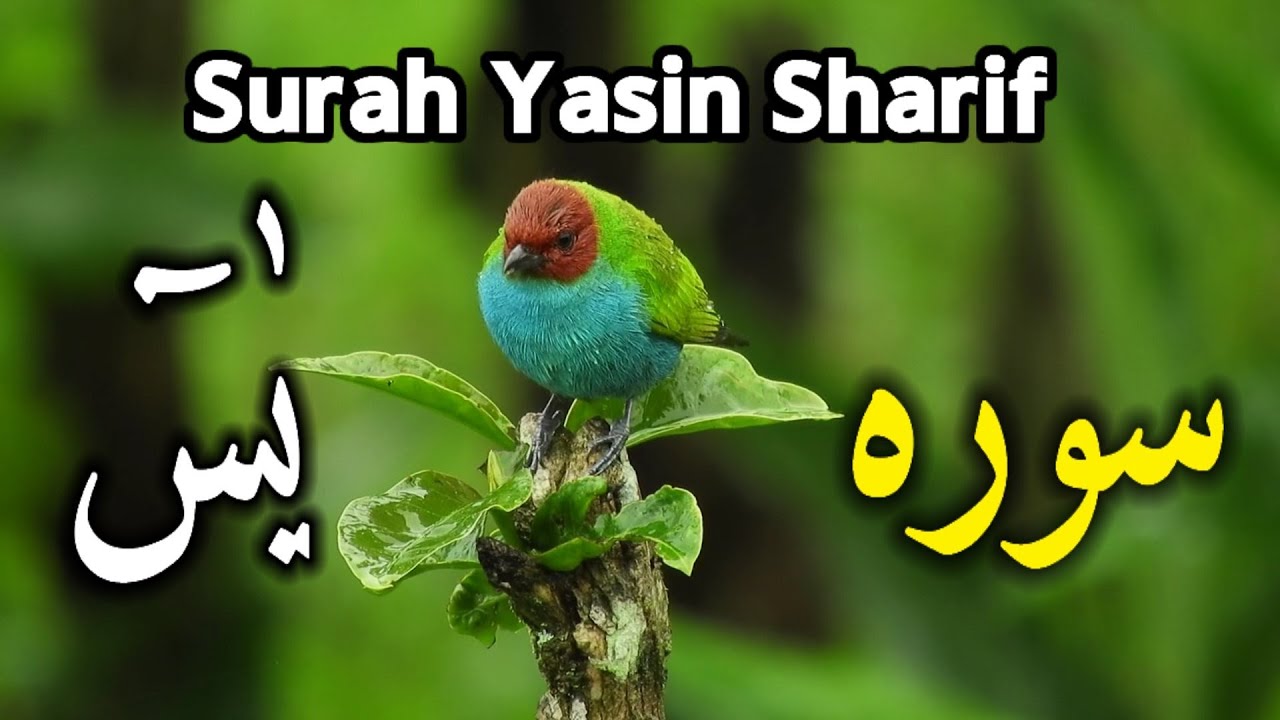 Surah Yasin (Yaseen) Sharif Full | Daily Recitation Of Yasin Sharif ...