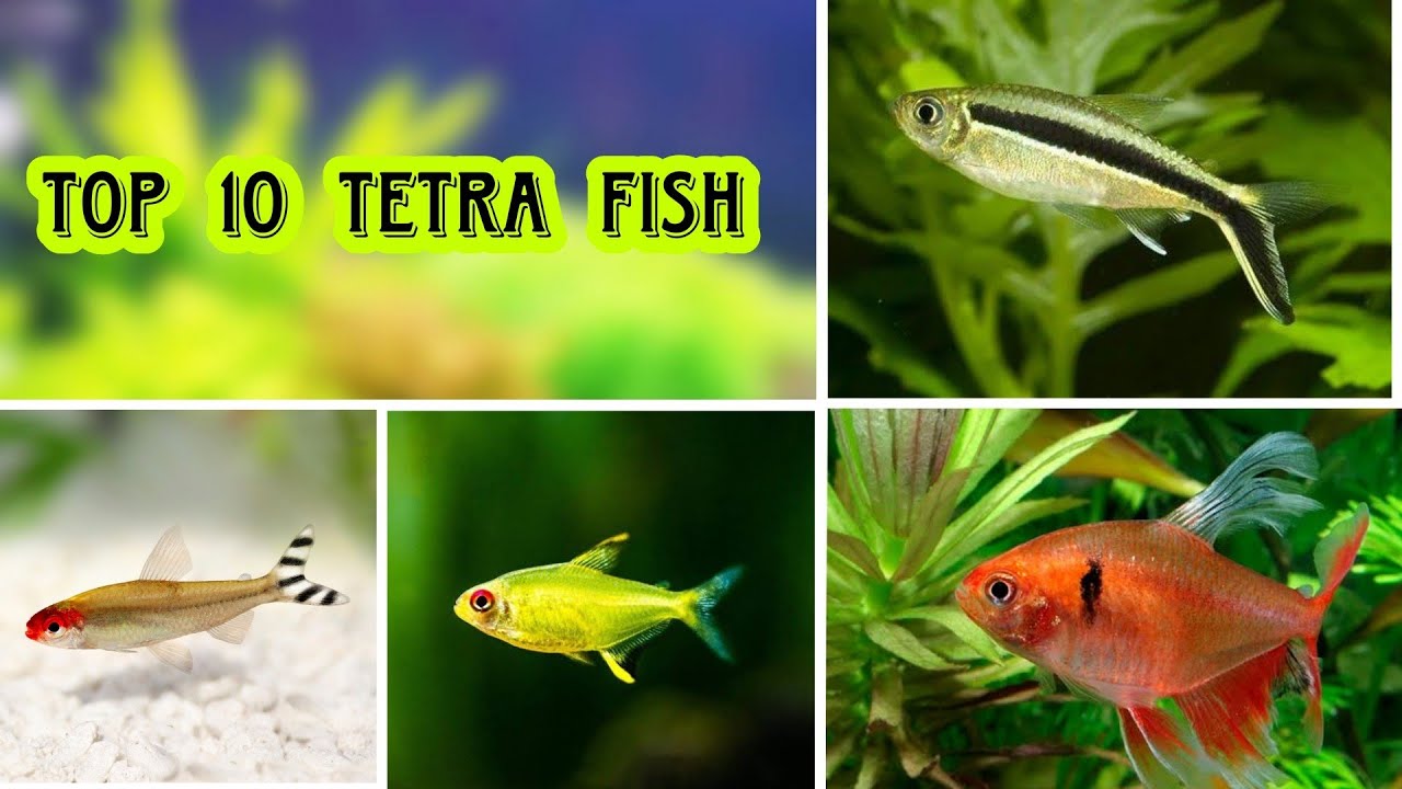 top 10 tetra Fish for Planted aquarium | types of tetras | kru_aquatics ...