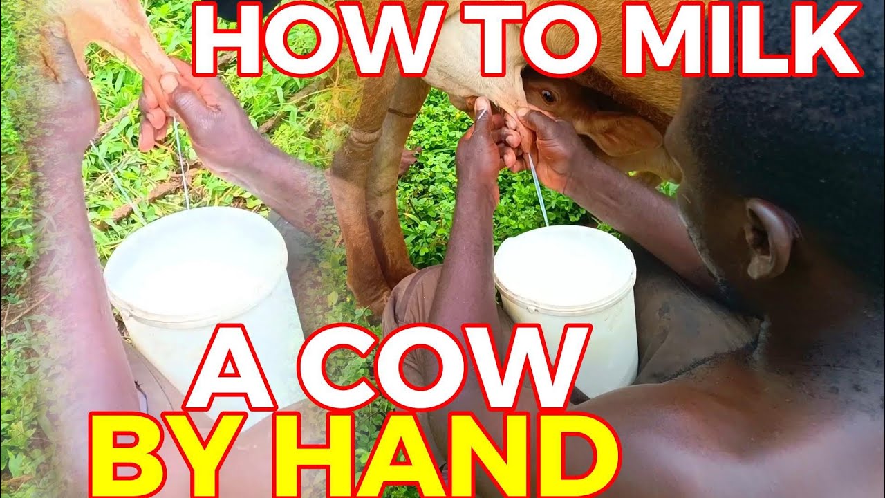 How to Milk a Cow by hand... or goat #milking #cow #goat #fresh #milk # ...
