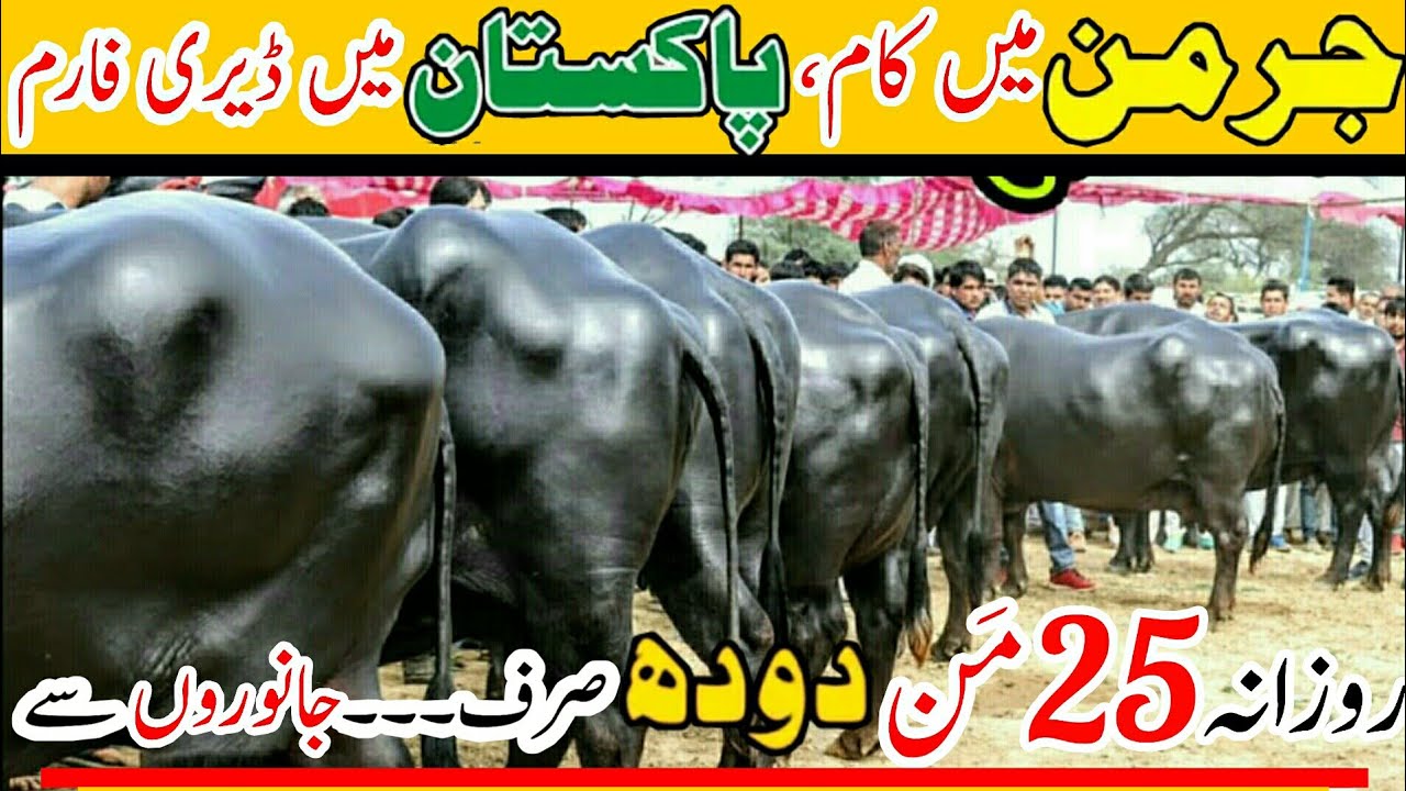Buffalo Farming In Pakistan||Dairy Farming In Pakistan||Buffalo Farm In ...