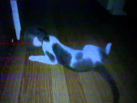 Drugged cat after the vet - YouTube