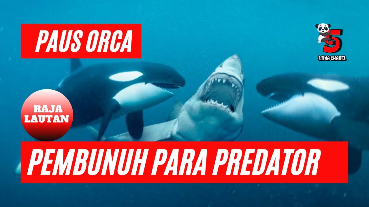 PAUS ORCA | 5 Fakta Menarik Tentang Paus Orca Sang Pembunuh Hiu ...