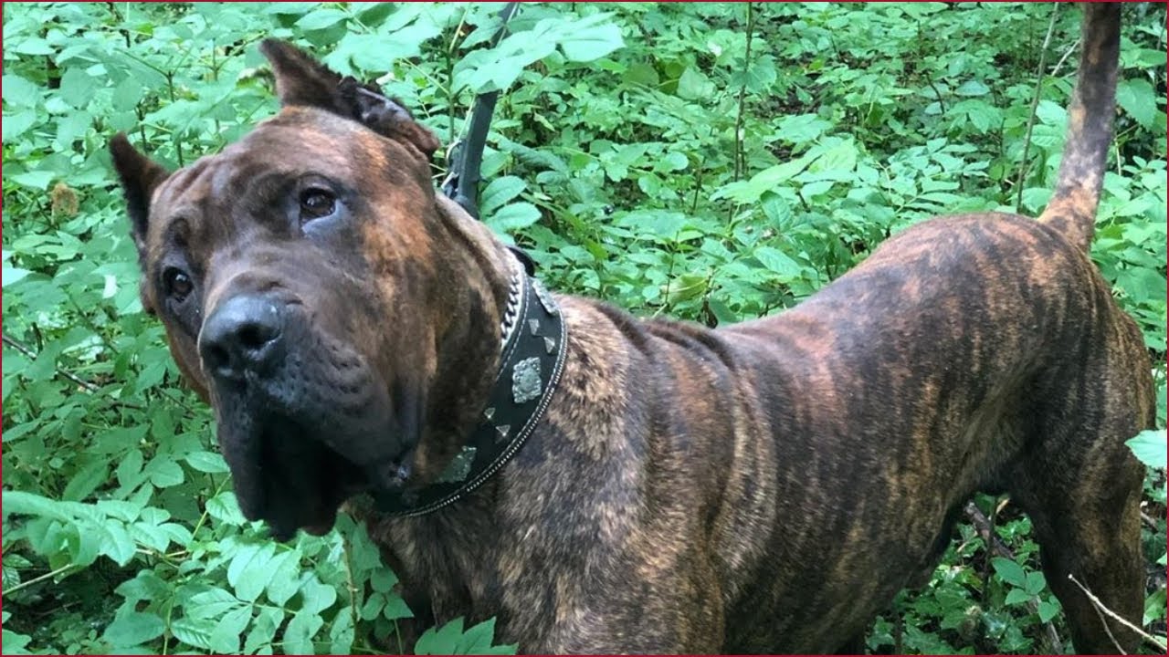 How to live with Presa canario ? Adorable guard dogs live video 2020 ...