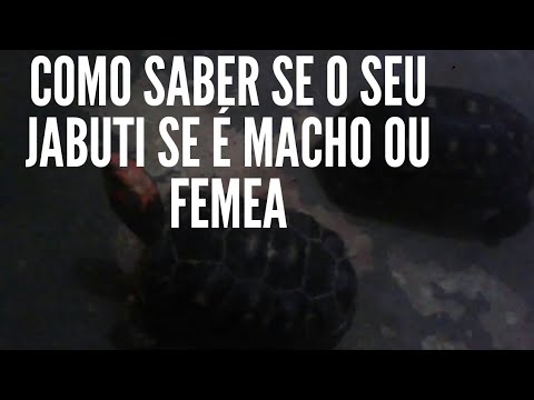 Como saber se o seu jabuti se é macho ou fêmea - YouTube