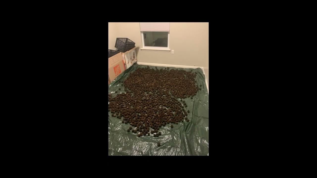 Black Walnut Processing 2022 Short Version - YouTube