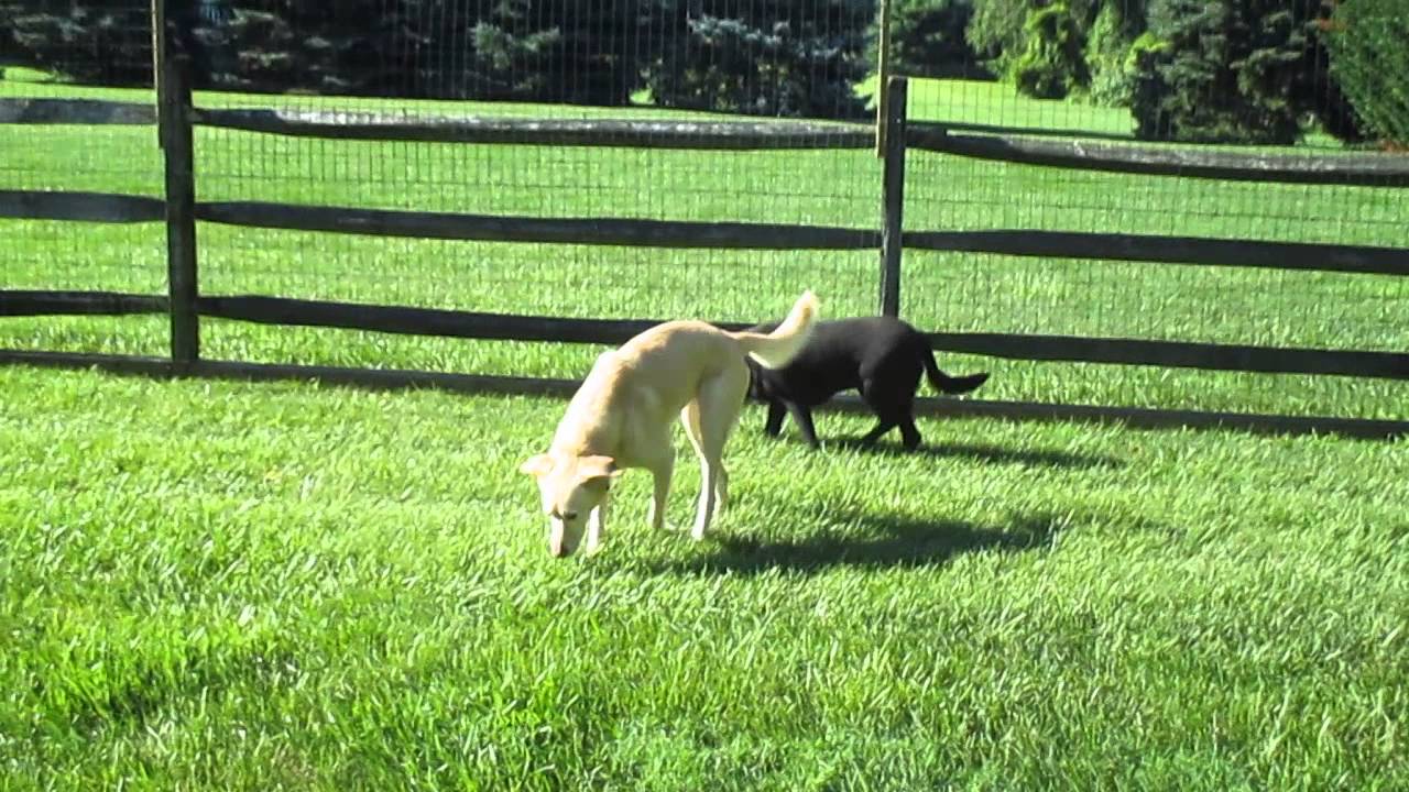 Video of adoptable pet named Max and Molly - YouTube