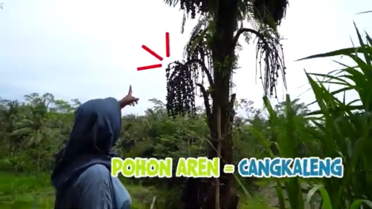 Olahan Buah Cangkaleng Ala Emak Enah | ENAH BIKIN ENAK (15/08/23) - YouTube