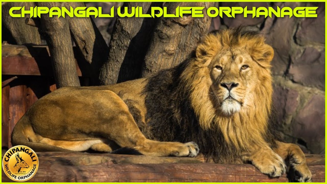 Exploring Chipangali Wildlife Orphanage: A Haven for Africa's ...