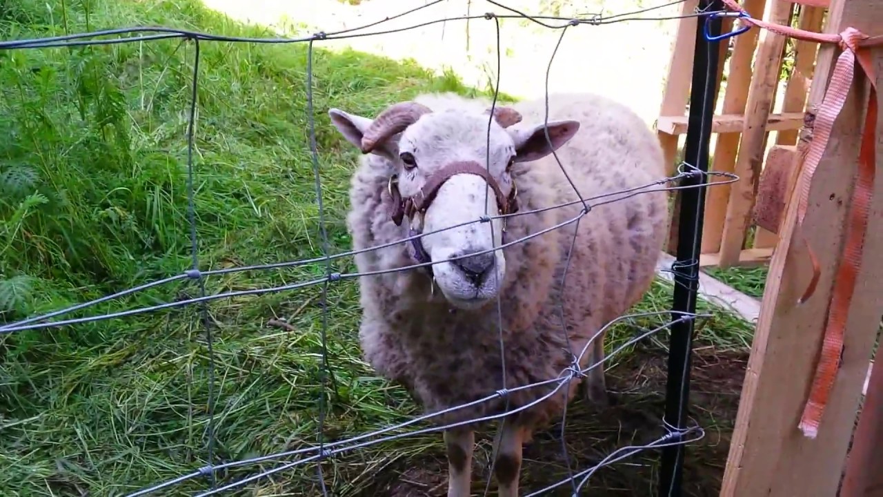 Fencing & Building a sheep enclosure with shelter - cheaply! - YouTube