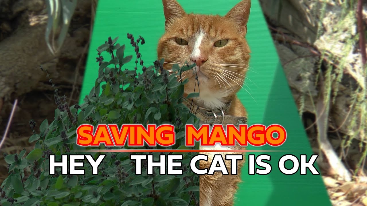 How the special effects that involve animals were created for "Saving ...