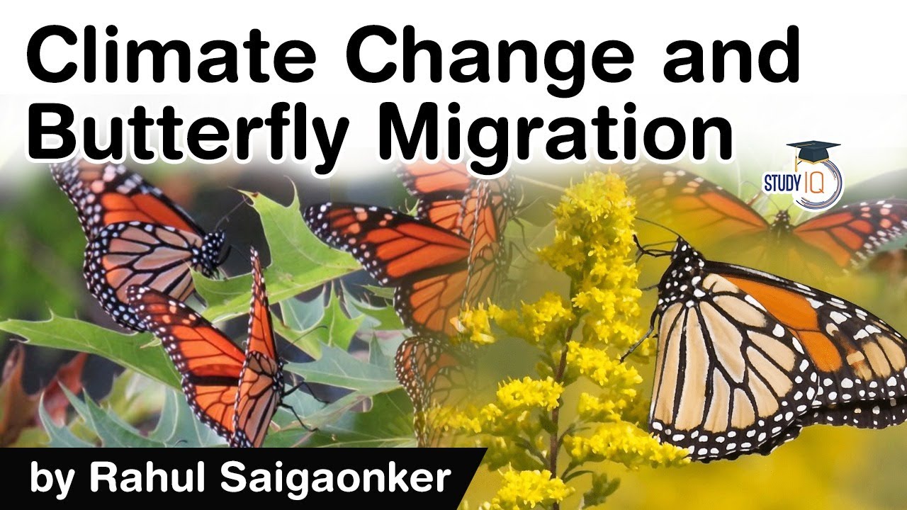 Impact of climate change on butterfly migration - Why butterflies are ...