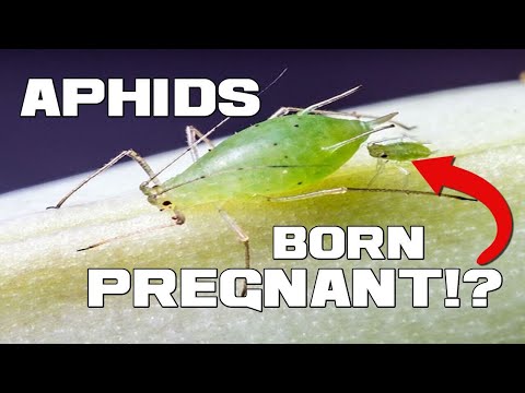 Why Are Aphids Born Pregnant