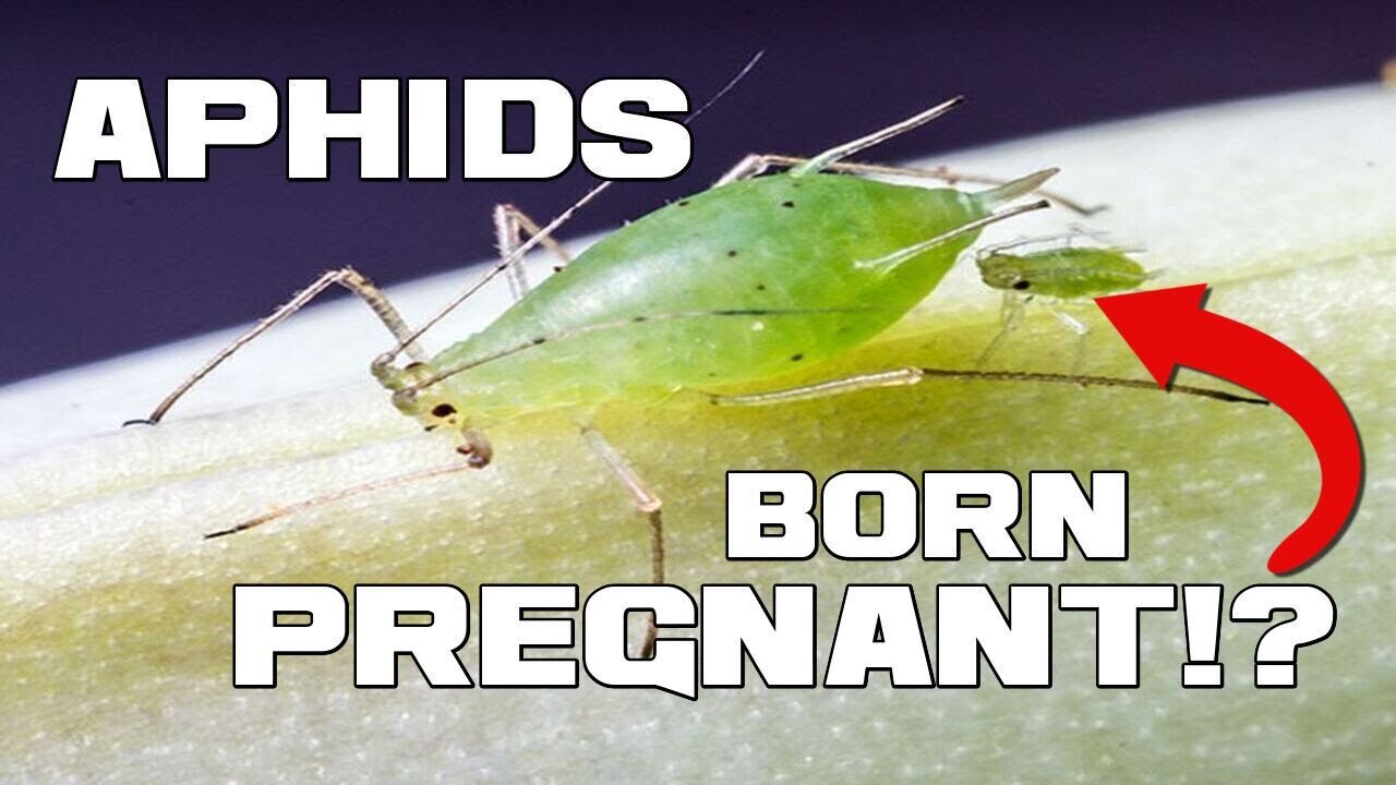 The Bug Born PREGNANT - Aphids - Animal a Day - YouTube