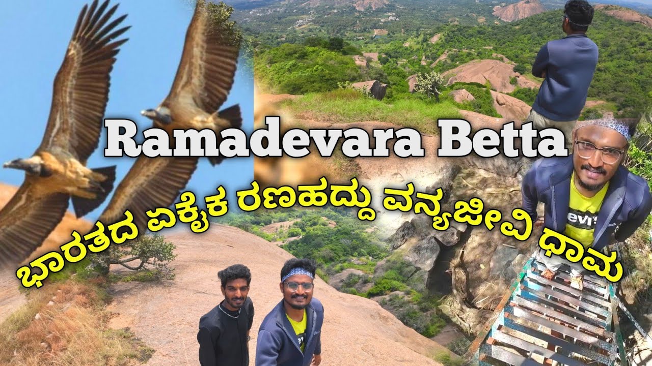 Ramadevara Betta. The only Vulture Sanctuary in india. - YouTube