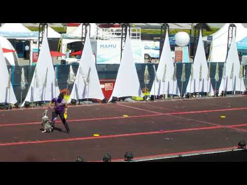 Super Dogs PNE 2021 part 3 august 29th 2021 - YouTube