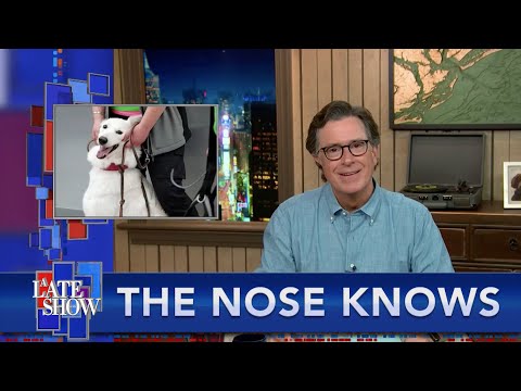 A Dog's Nose May Be The World's Most Accurate Covid-19 Test