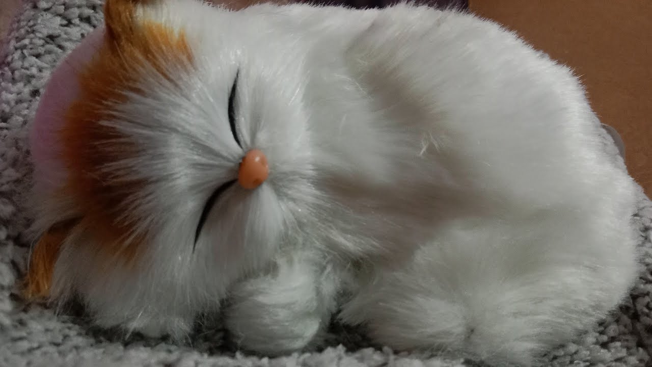 My Pussy Cat 😺 Youtube 3042