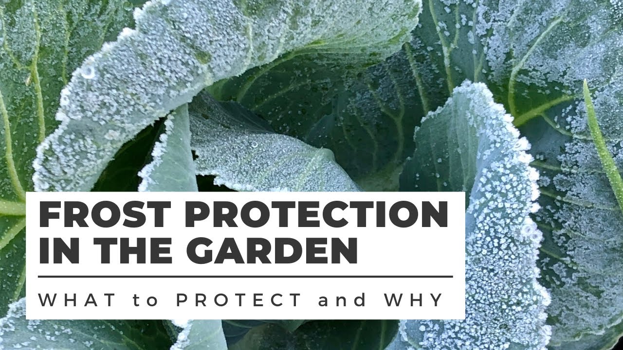 FROST PROTECTION in the Garden: WHAT TO COVER and WHY - YouTube